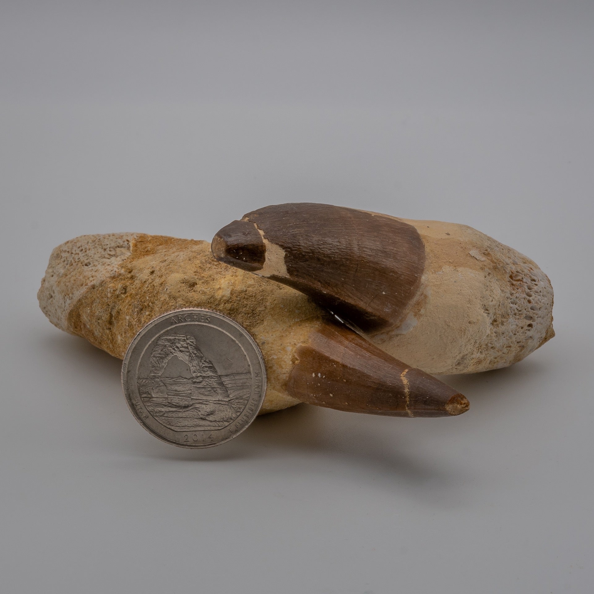 Mosasaur Fossil Teeth | Geology Rocks! And Minerals